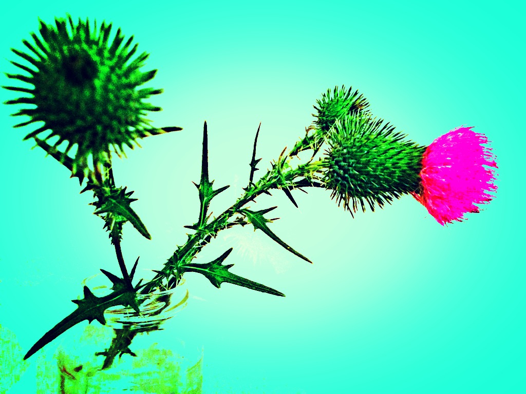 War Flower – Broken Light Collective