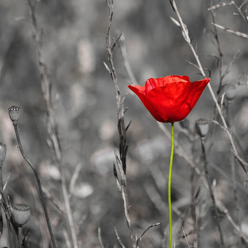 Poppy – In Commemoration of the Fallen of WW1 – Broken Light Collective