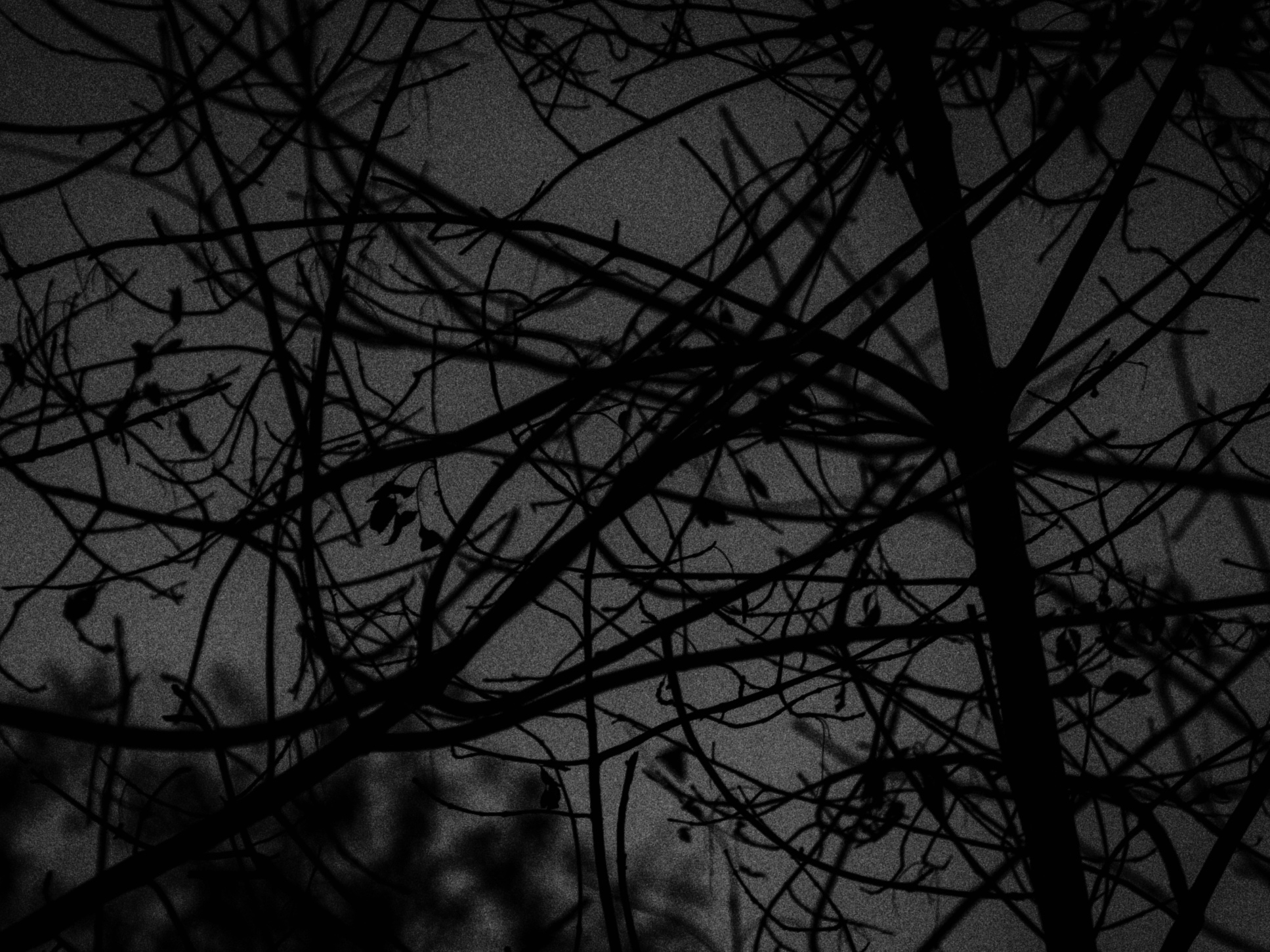 The Entanglement – Broken Light Collective